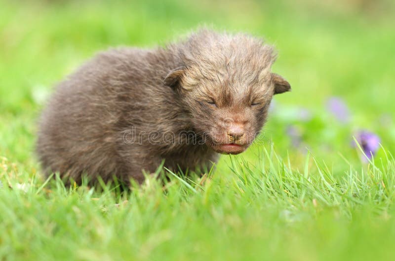 Blind Fox Violets Stock Photos - Free & Royalty-Free Stock Photos from ...