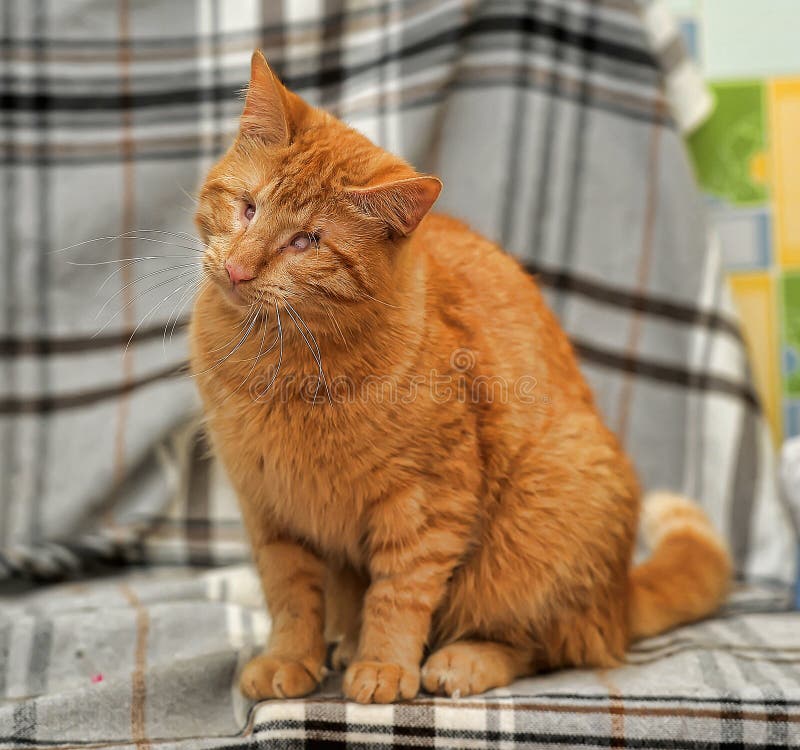 Blind ginger cat stock photo. Image of waiting, body - 52342560