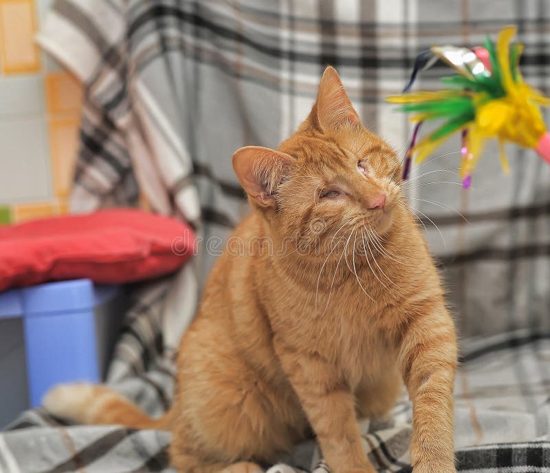 Blind ginger cat stock image. Image of disabled, sweet - 52342493