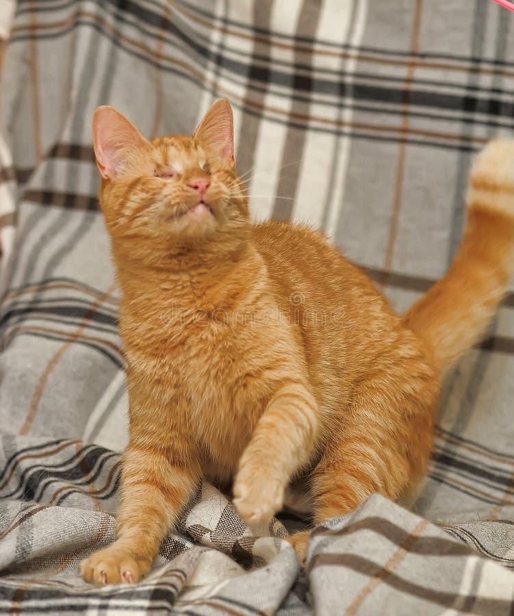 Blind ginger cat stock image. Image of cute, cats, feline - 52343949