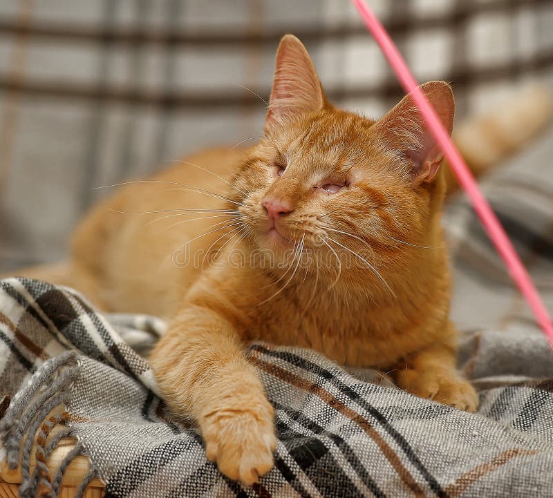 Blind ginger cat stock image. Image of disabled, sweet - 52342493