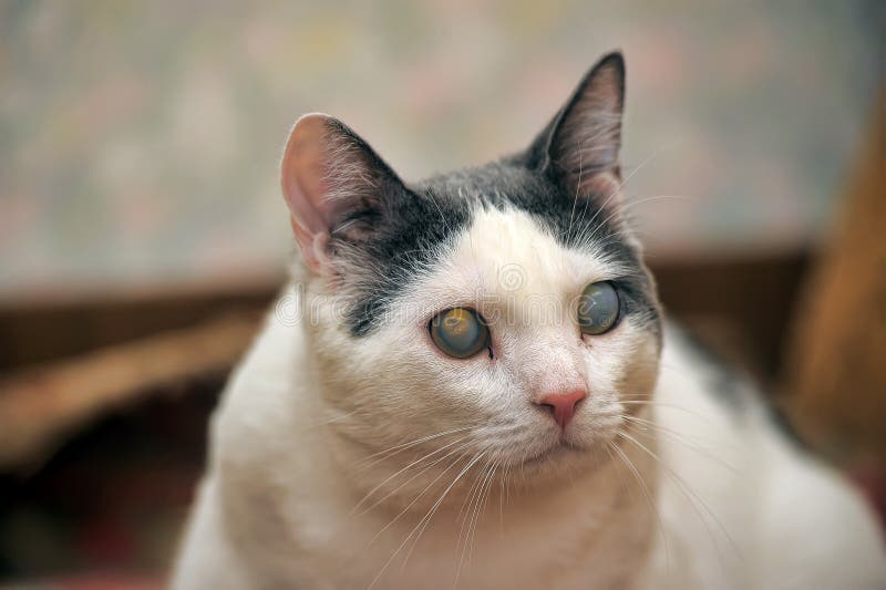 Blind katt arkivfoto. Bild av husdjur, europeiskt, tabb - 43021062