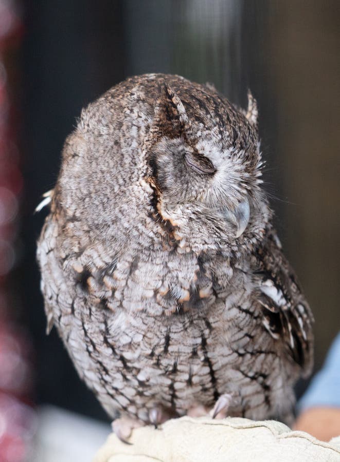 A blind owl stock photo. Image of green, crawl, beautiful - 168840558