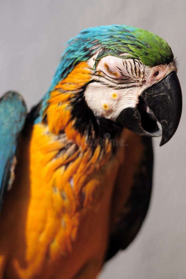 Blind parrot stock image. Image of lory, animal, species - 14613691