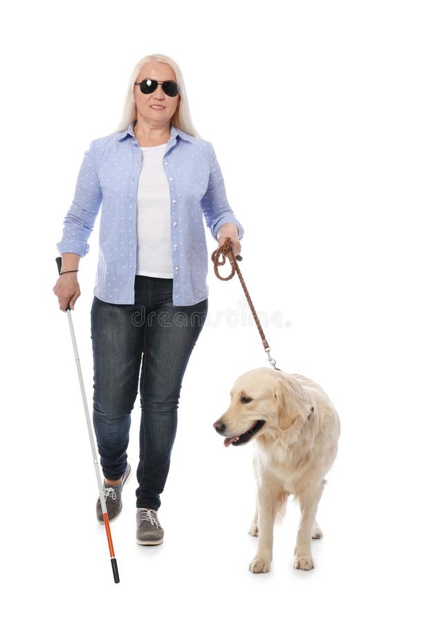 611 Guide Dog White Background Photos - Free & Royalty-Free Stock ...