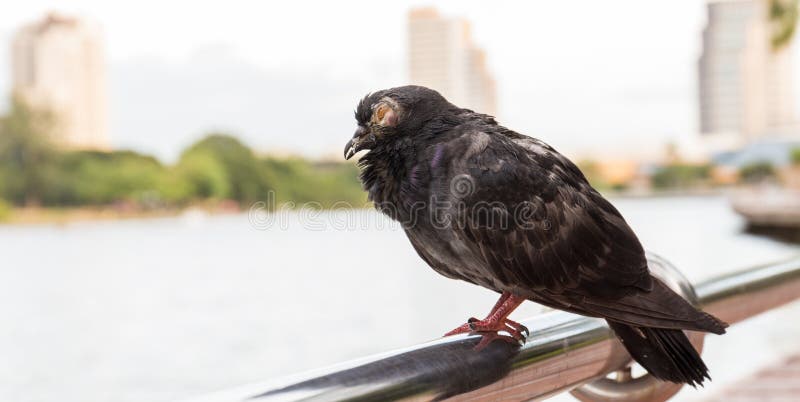 Blind Pigeon stock image. Image of grey, pigeon, dove - 32382417