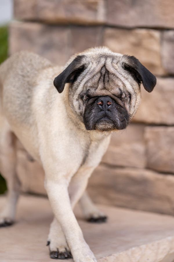 A Blind Pug with Both Eyes Missing Stock Image - Image of eyes ...