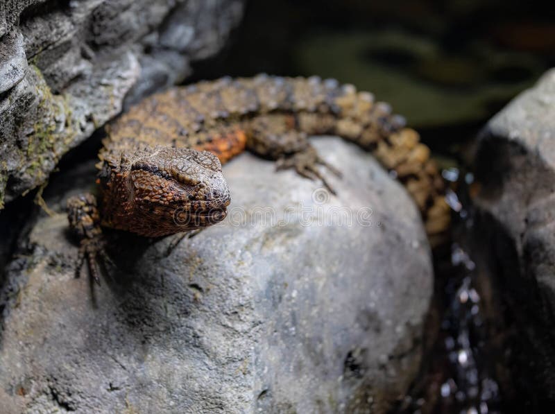 Blind Red Scaled Lizard Sitting on a Rock Stock Photo - Image of ...