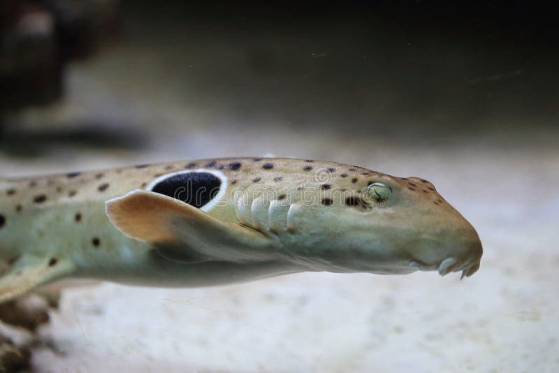 Blind shark stock photo. Image of shark, marine, water - 265708470