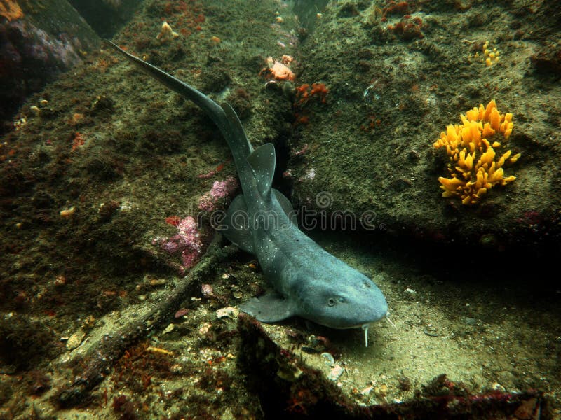 Blind Shark stock image. Image of floor, shark, island - 49160961