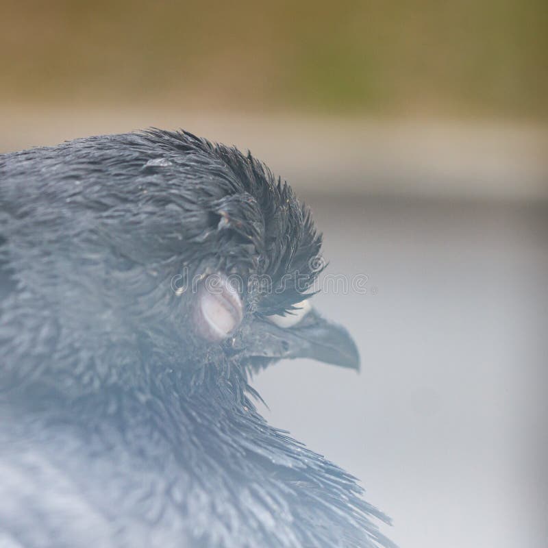 Blind Sick Bird Pigeon with an Eyesore Close Up Stock Image - Image of ...