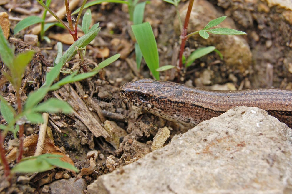 Blind worm stock photo. Image of plants, animals, reptile - 30136782