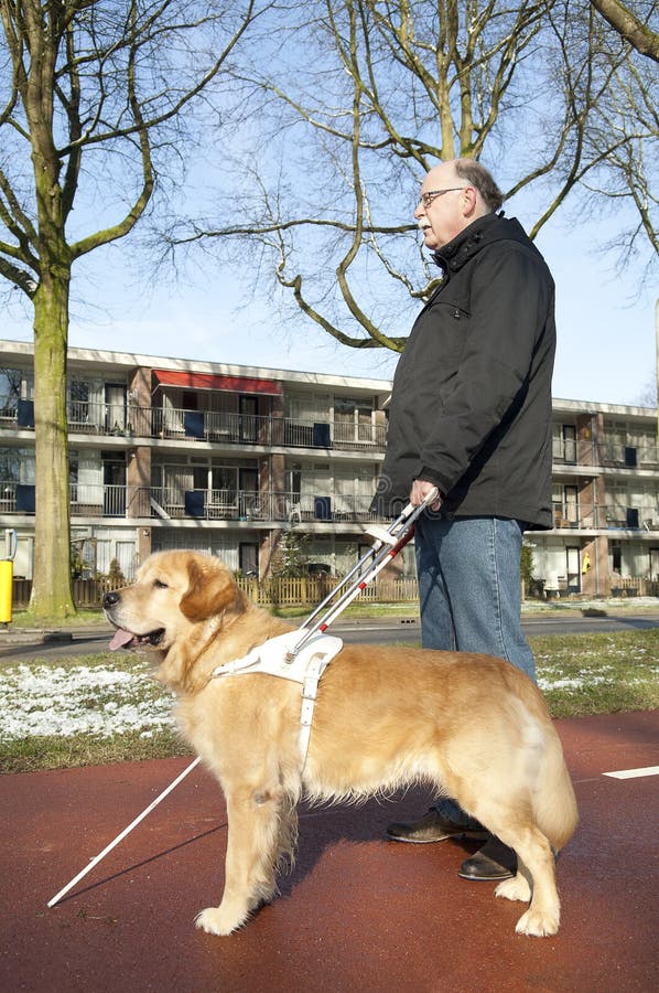 Blindenhund Hilft Einem Blinden Mann Stockfoto - Bild von mann, person ...