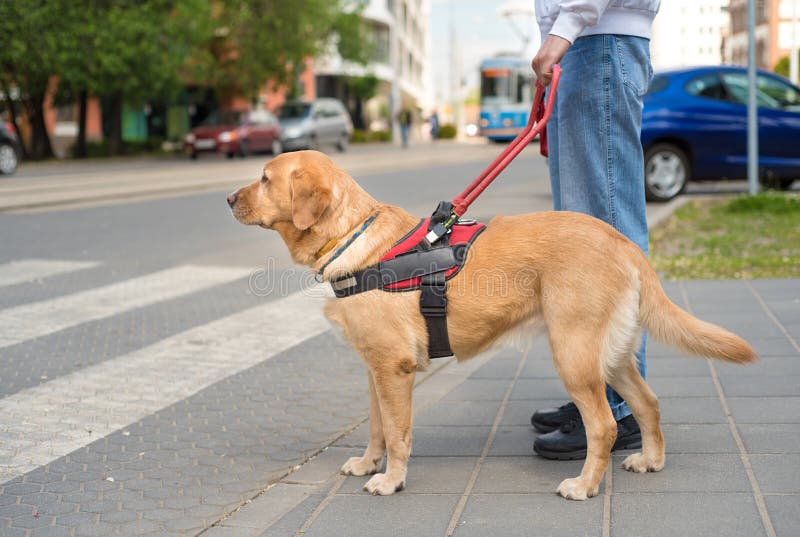 Blindenhund Hilft Einem Blinden Mann Stockbild - Bild von intelligenz ...