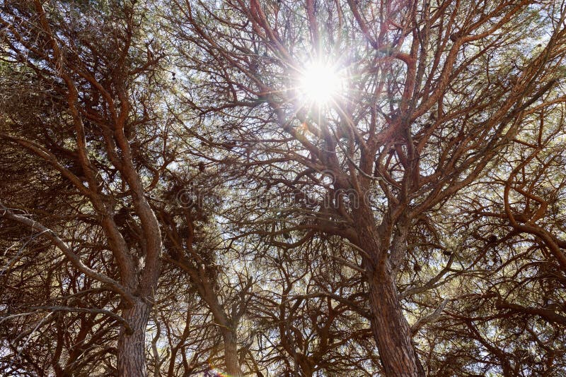 Midday Sun Flare Over Skysraper Stock Image - Image of real ...