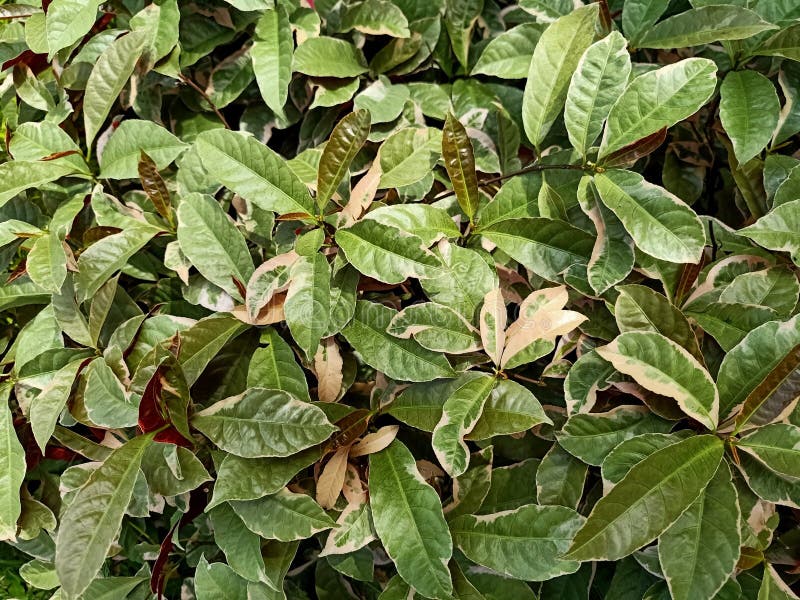Blindness Tree Plant in the Garden Stock Image - Image of autumn, herb ...