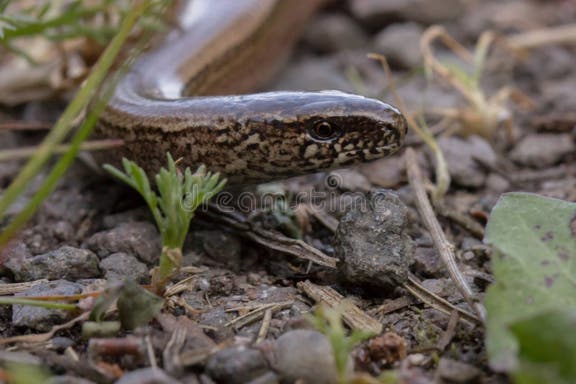 Blindschleiche (Anguis Fragilis Stock Photo - Image of reptil ...
