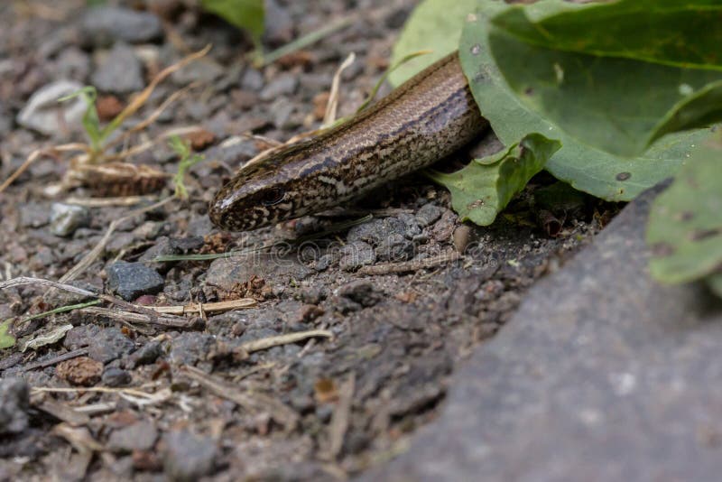 Blindschleiche (Anguis Fragilis Stock Photo - Image of westliche ...