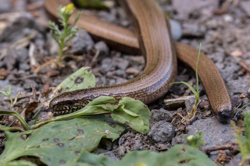 Blindschleiche (Anguis Fragilis Stock Photo - Image of anguimorpha ...