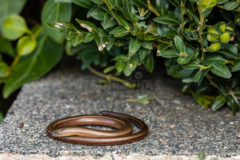 Blindworm En Slang in De Natuur Stock Afbeelding - Image of slang, worm ...