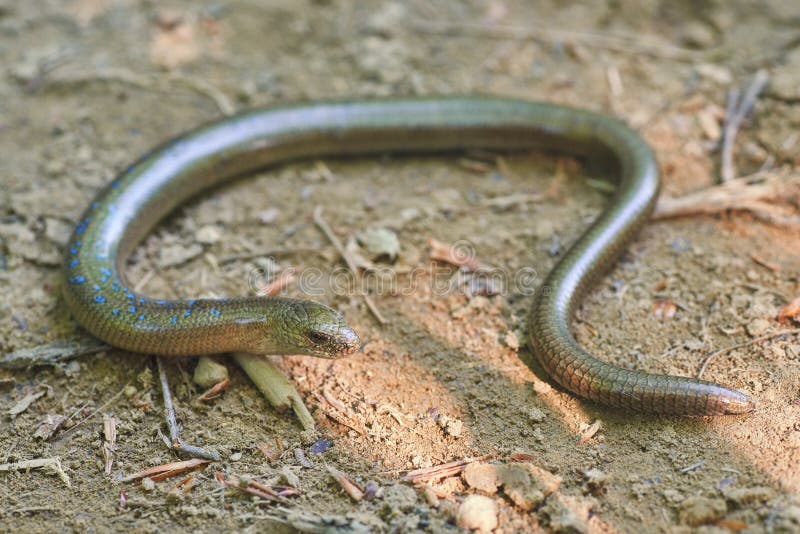 Blindworm on the Ground in the Forest Stock Photo - Image of common ...