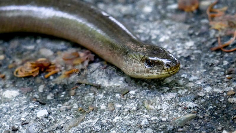 Blindworm, Slow Worm on the Way Stock Image - Image of araucaria ...