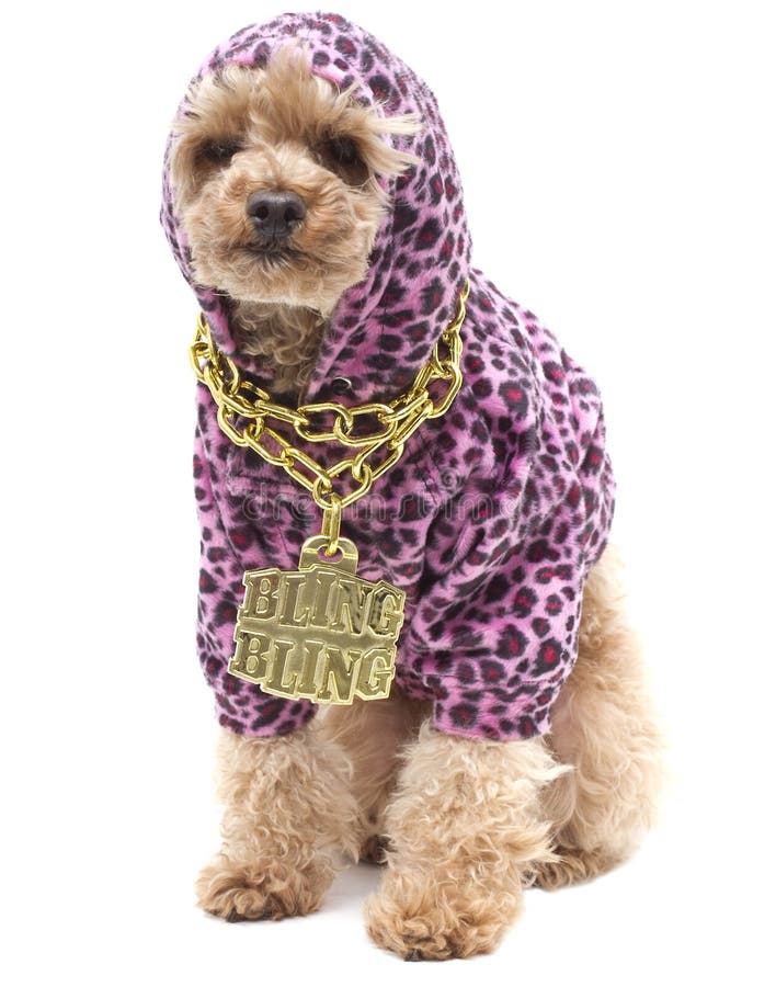 Bling Poodle Stock Photos - Free & Royalty-Free Stock Photos from ...