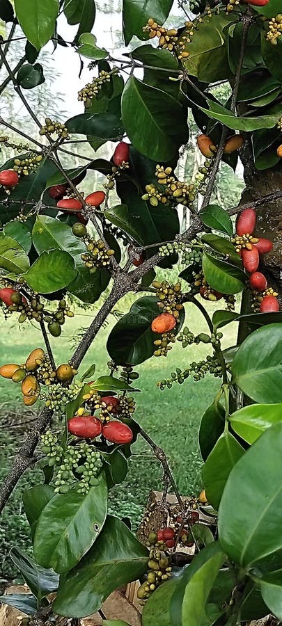 Blinjo Tree Stock Photos - Free & Royalty-Free Stock Photos from Dreamstime