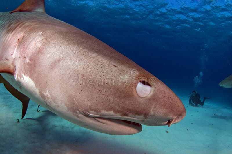 Blink stock image. Image of shark, animal, sharks, elasmobranch - 12206009