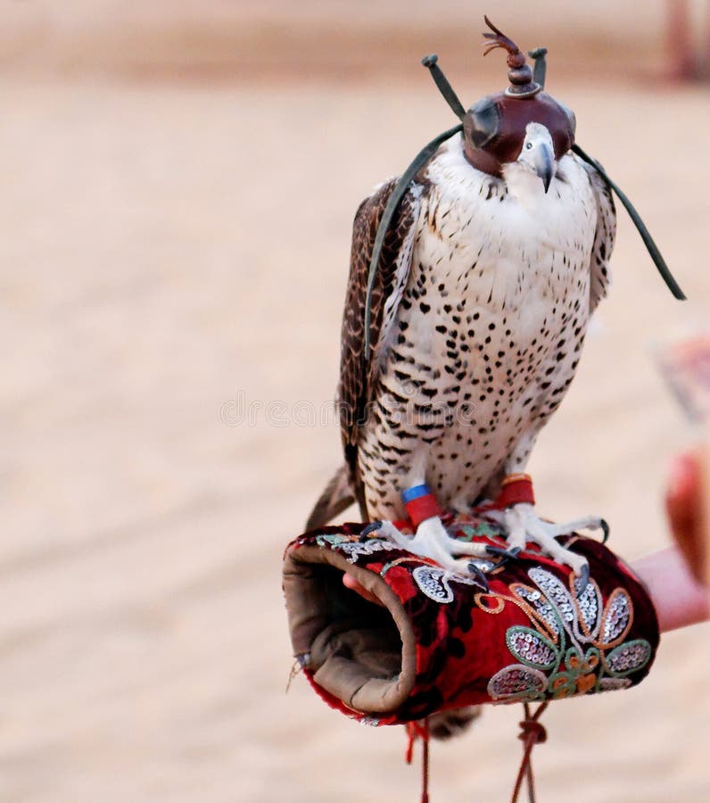 Blinkered hawk stock image. Image of bird, perch, tethered - 14370295
