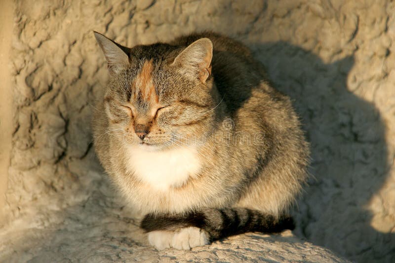 Blinking cat stock photo. Image of outdoor, animal, space - 11826770