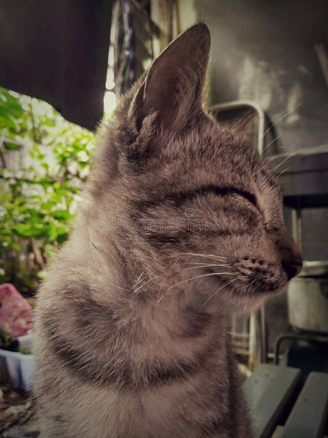 Blinking cat stock image. Image of carnivore, whiskers - 224174665