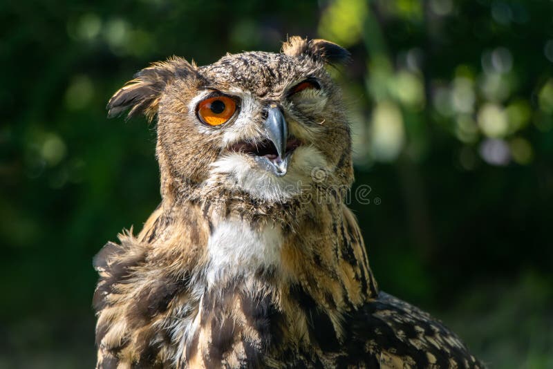 The Blinking Eagle-owl Bubo Bubo Stock Image - Image of portrait ...