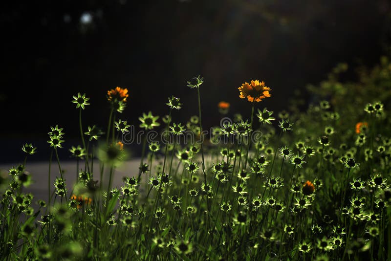Blinking flower buds stock image. Image of light, blossom - 83937109
