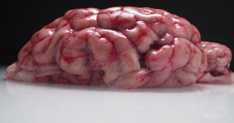 Blinking Light. Detailed Extreme Close-up of Raw Beef Brain on Black ...