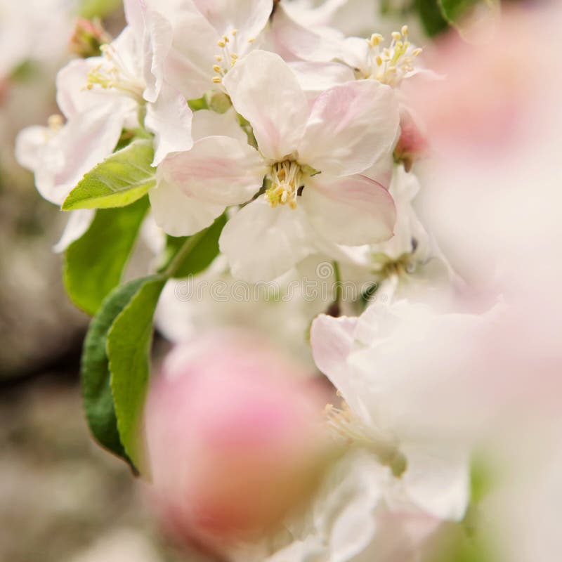 Bliss of spring stock photo. Image of outdoors, bright - 37699046
