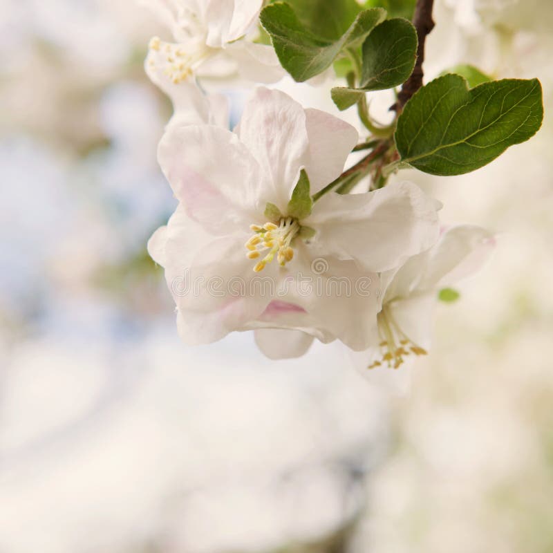 Bliss of spring stock photo. Image of closeup, growth - 37699126