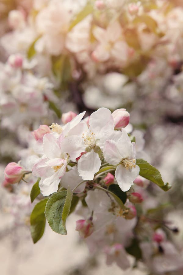 Bliss of spring stock photo. Image of bunch, defocused - 37699150