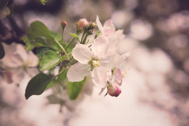 Apple blossoms in Spring stock photo. Image of botany - 24285698