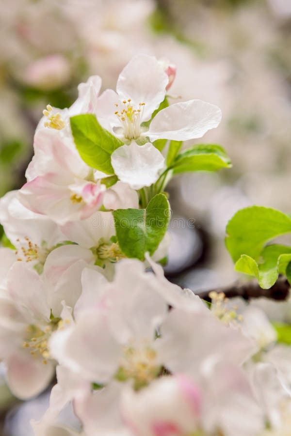 Bliss of spring stock image. Image of apple, defocused - 37699453