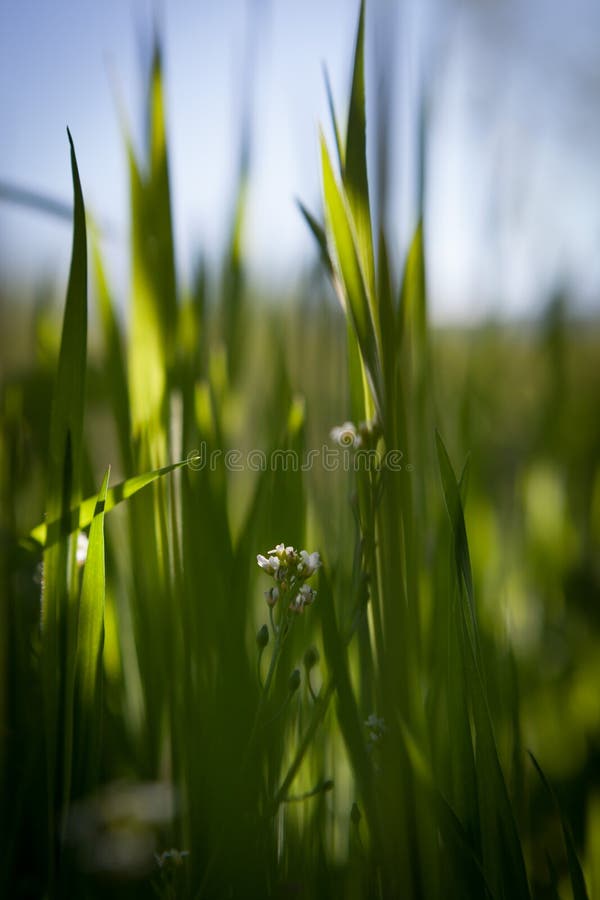 Bliss of spring stock photo. Image of green, people, fruit - 37733148