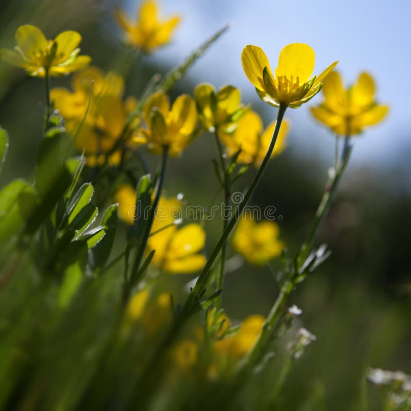 Bliss of spring stock image. Image of food, beauty, macro - 37733177