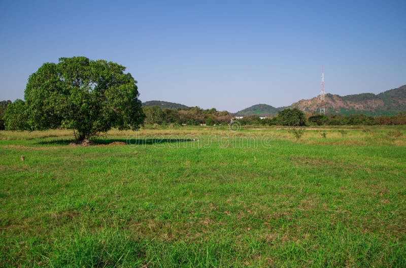 Blissful tree stock photo. Image of grass, nature, green - 66577508