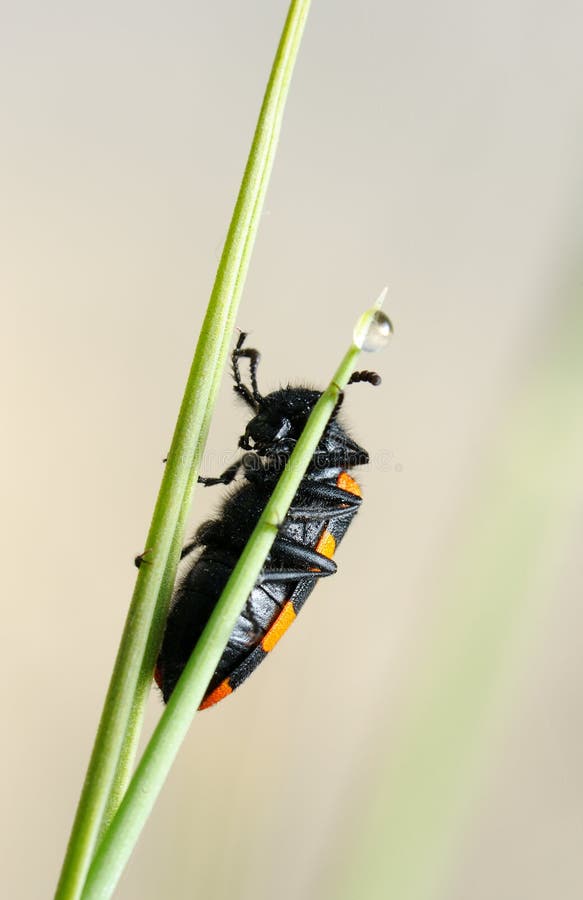 Bright Bee Beetle (Trichodes Apiarius). Stock Photo - Image of black ...