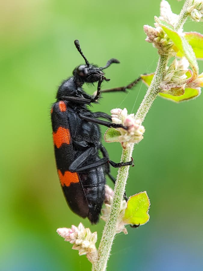 Blister Beetles are Hypermetamorphic Stock Image - Image of arthropod ...