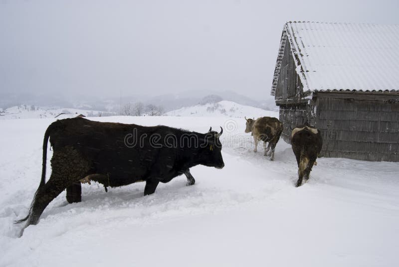 405 Frozen Landscape Cows Stock Photos - Free & Royalty-Free Stock ...