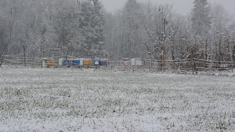 A Blizzard Also Covers the Hives of Bees Stock Video - Video of belluno ...