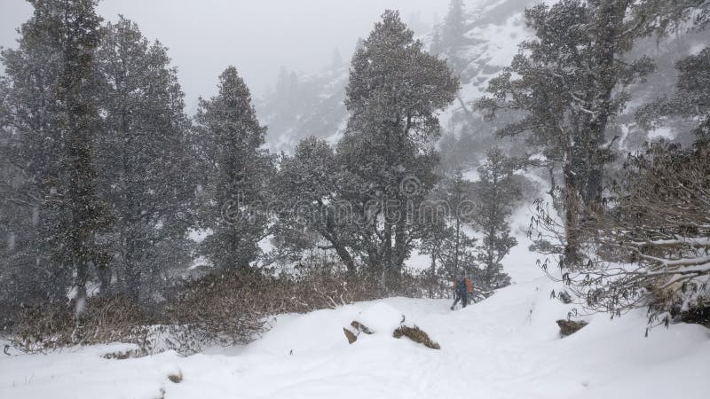 Blizzard Blizzy Snow Freezing Stock Image - Image of tree, plant: 268716767