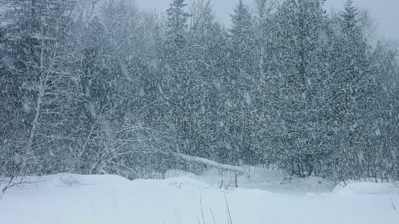 Blizzard in Forest with Massive Amount of Snow Stock Video - Video of ...