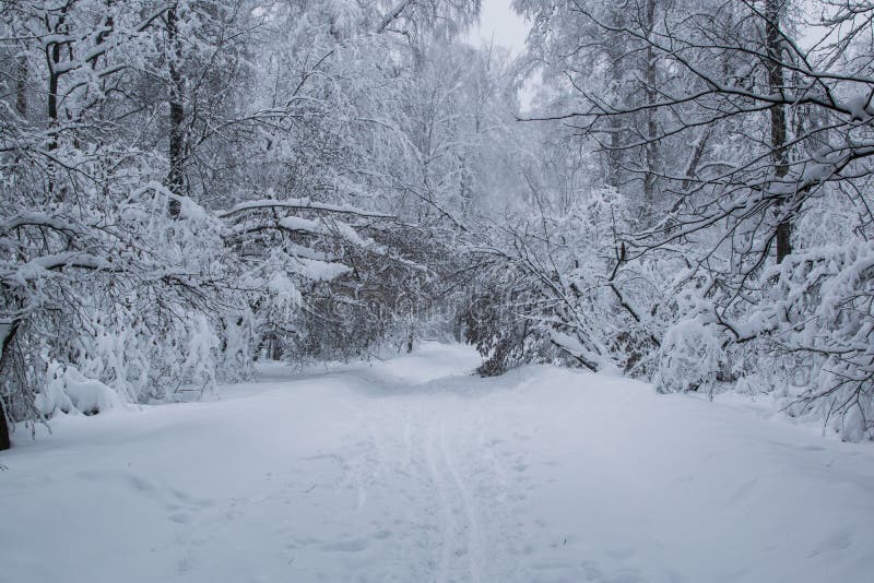 Blizzard in Park White Trees Path Landscape Stock Image - Image of ...